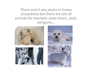 Frozen ecosystem | PPT