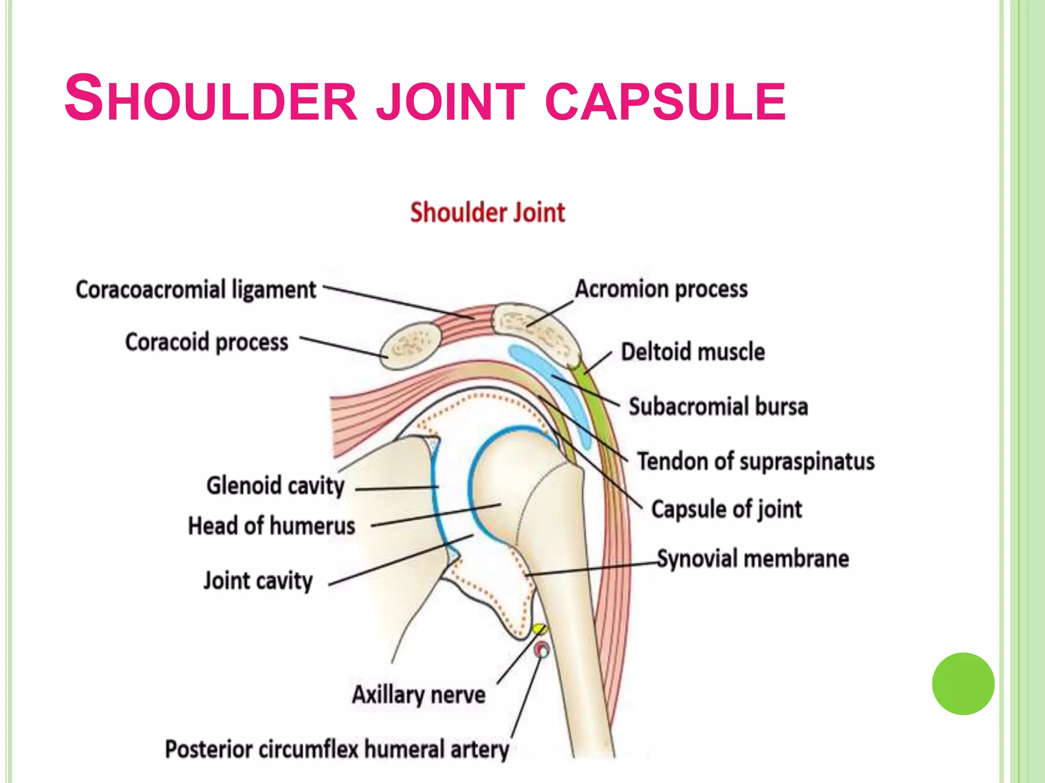Frozen Shoulder Ppt