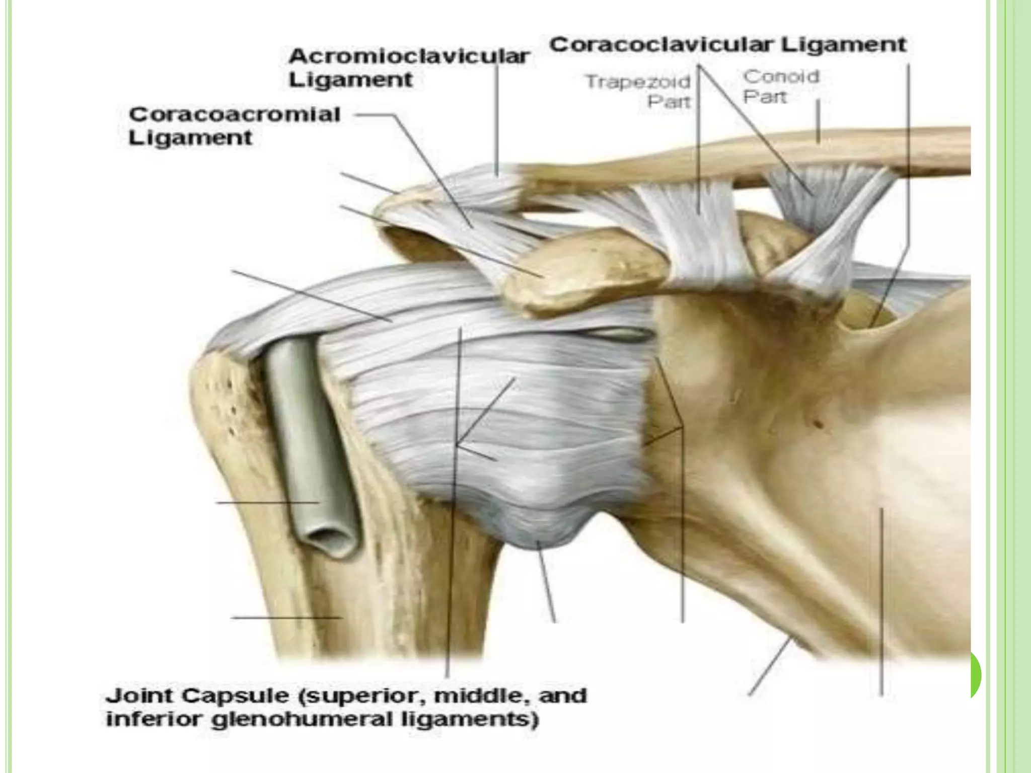 Frozen Shoulder Ppt