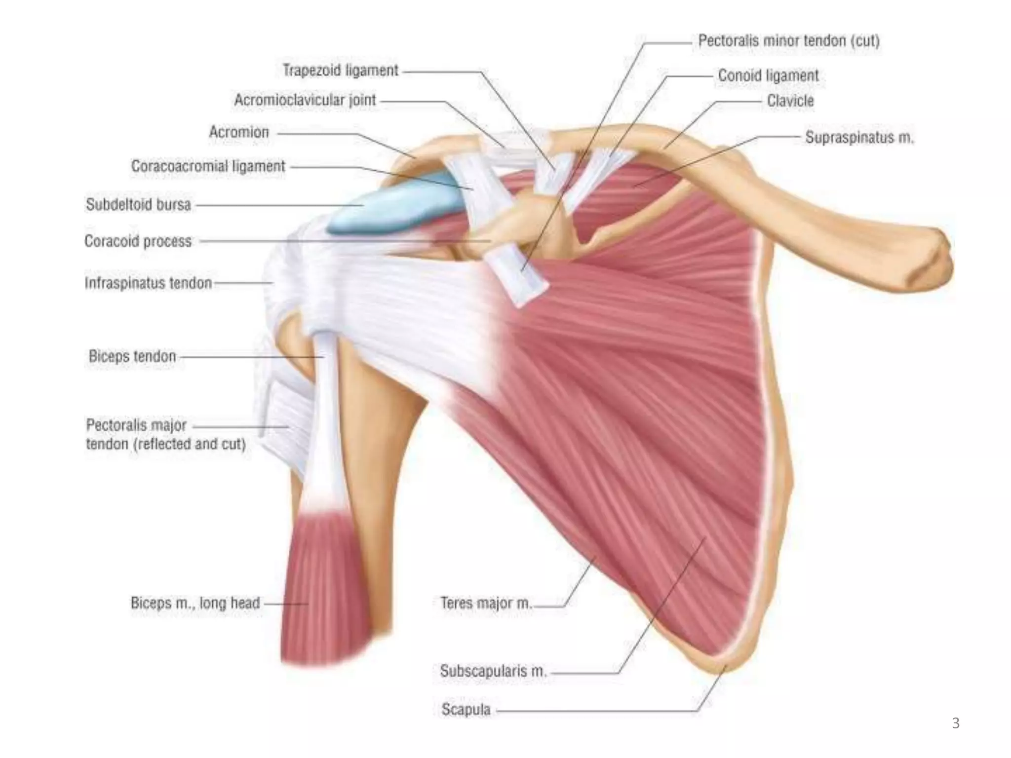 Frozen shoulder ADHESIVE CAPSULITIS OF SHOULDER | PPTX