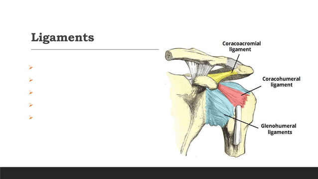 FROZEN SHOULDER ppt.pptx