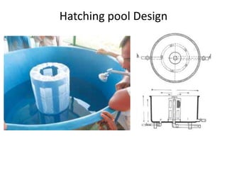 Frp carp hatchery | PPTX