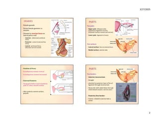 Female reproductive organs MBBS .FRS.pdf