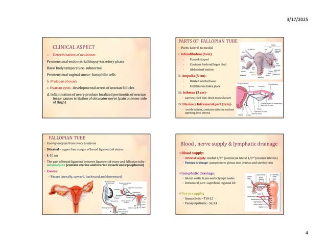 Female reproductive organs MBBS .FRS.pdf
