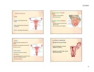 Female reproductive organs MBBS .FRS.pdf