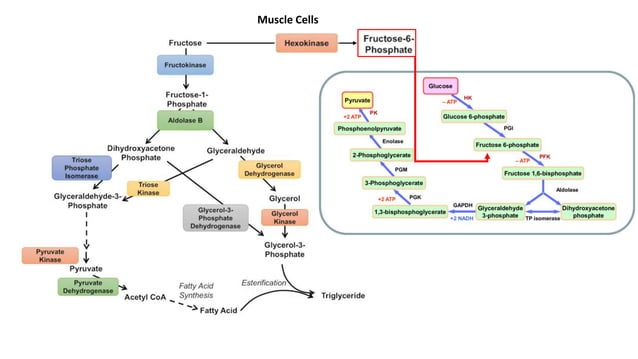 Fructose-Metabolism | PPT | Free Download