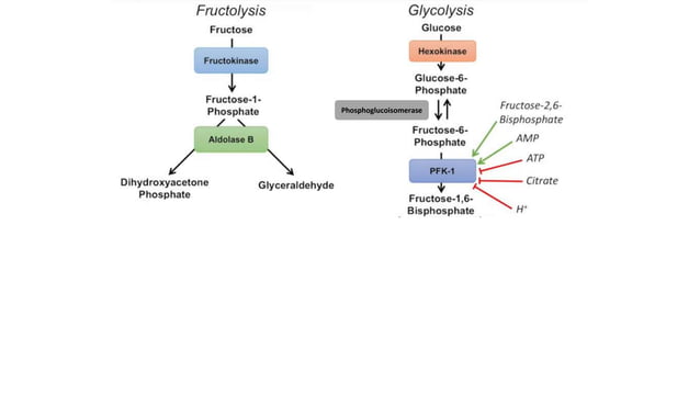 Fructose-Metabolism | PPT | Free Download