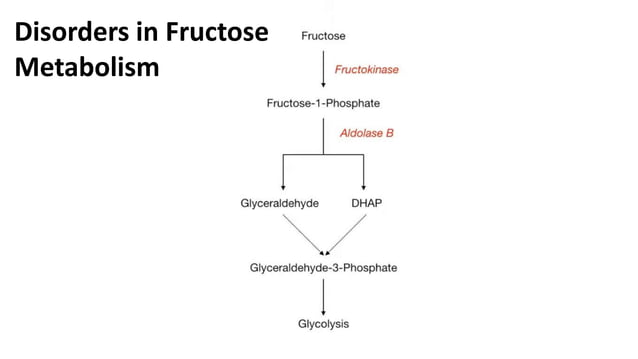 Fructose-Metabolism | PPT