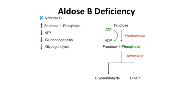 Fructose-Metabolism | PPT