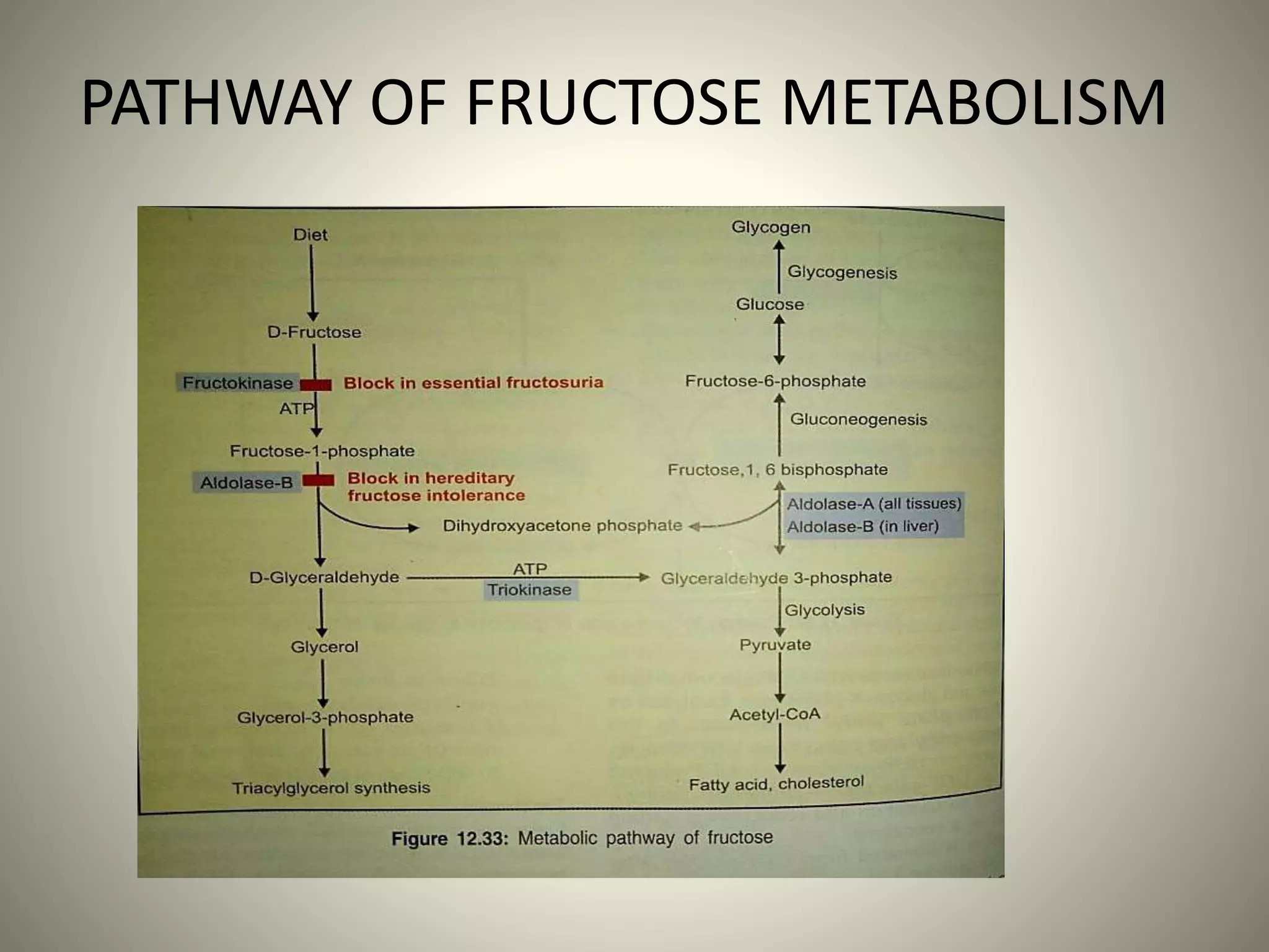 Fructose metabolism in Liver | PPTX