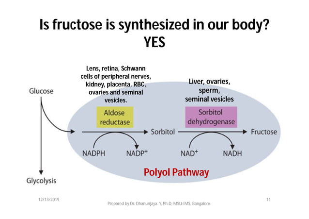 Fructose metabolism | PDF | Endocrine and Metabolic Diseases | Diseases ...