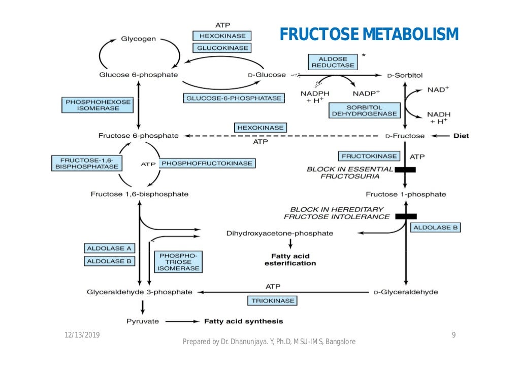Fructose metabolism