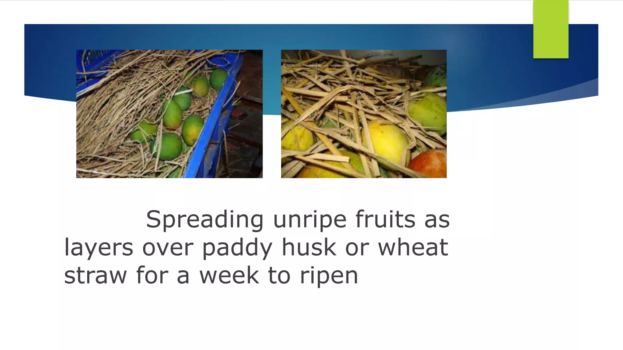 Techniques of ripening followed in fruits | PPTX