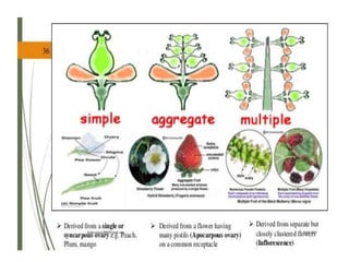 Fruit | PPTX