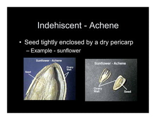 A Look at Fruit Types | PPT