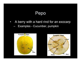 A Look at Fruit Types | PDF | Gardening | Home & Garden