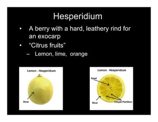 A Look at Fruit Types | PDF