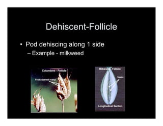 Follicle Fruit Examples