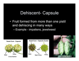 Follicle Fruit Examples