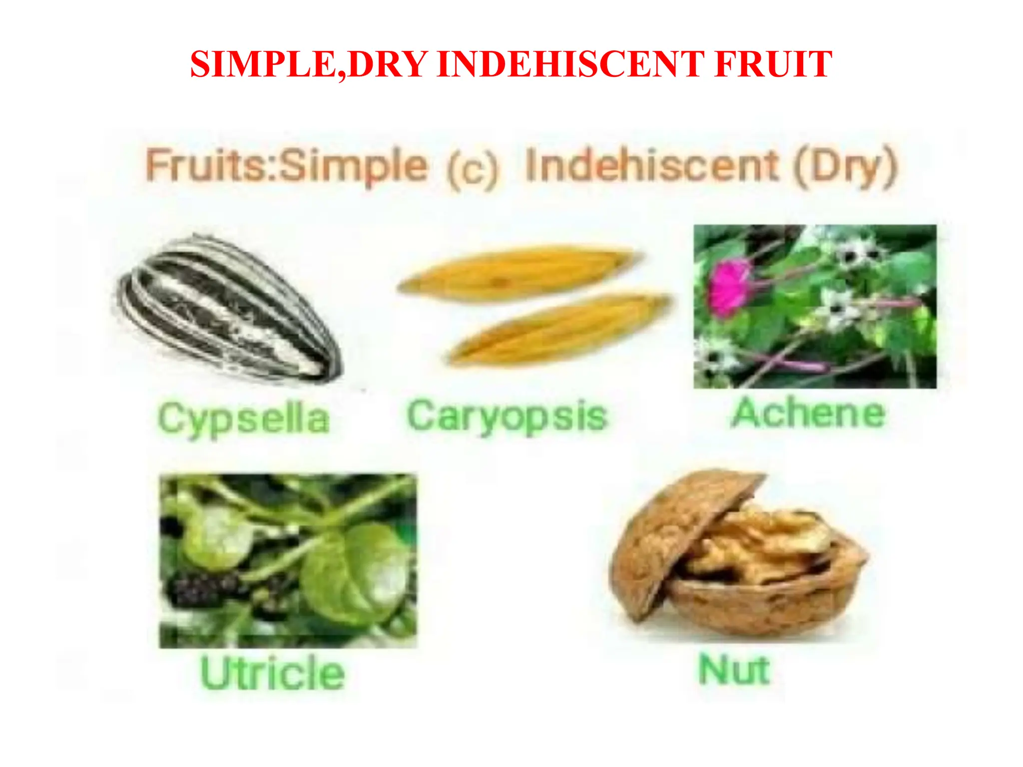 FRUIT-TYPES AND TAXONOMIC SIGNIFICANCE.pdf
