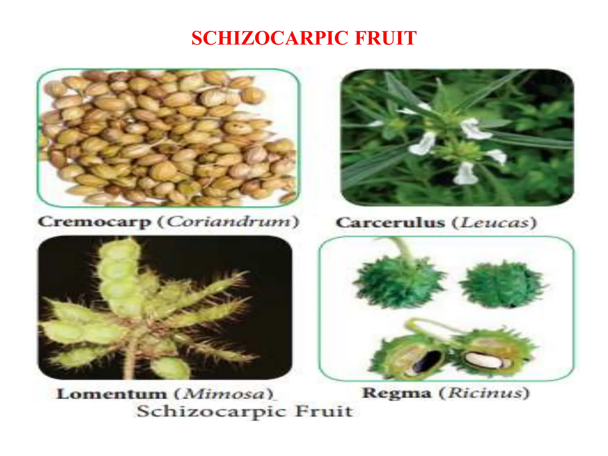 FRUIT-TYPES AND TAXONOMIC SIGNIFICANCE.pdf