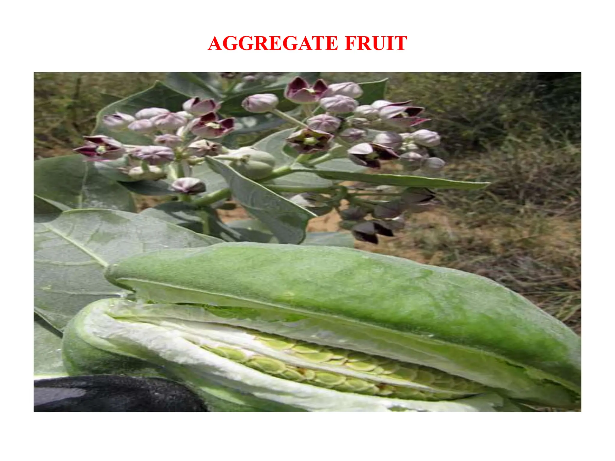 FRUIT-TYPES AND TAXONOMIC SIGNIFICANCE.pdf