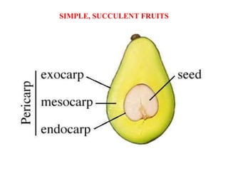 FRUIT-TYPES AND TAXONOMIC SIGNIFICANCE.pdf