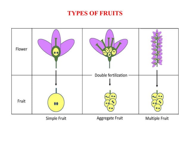 FRUIT-TYPES AND TAXONOMIC SIGNIFICANCE.pdf