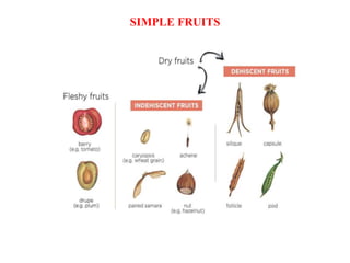 FRUIT-TYPES AND TAXONOMIC SIGNIFICANCE.pdf