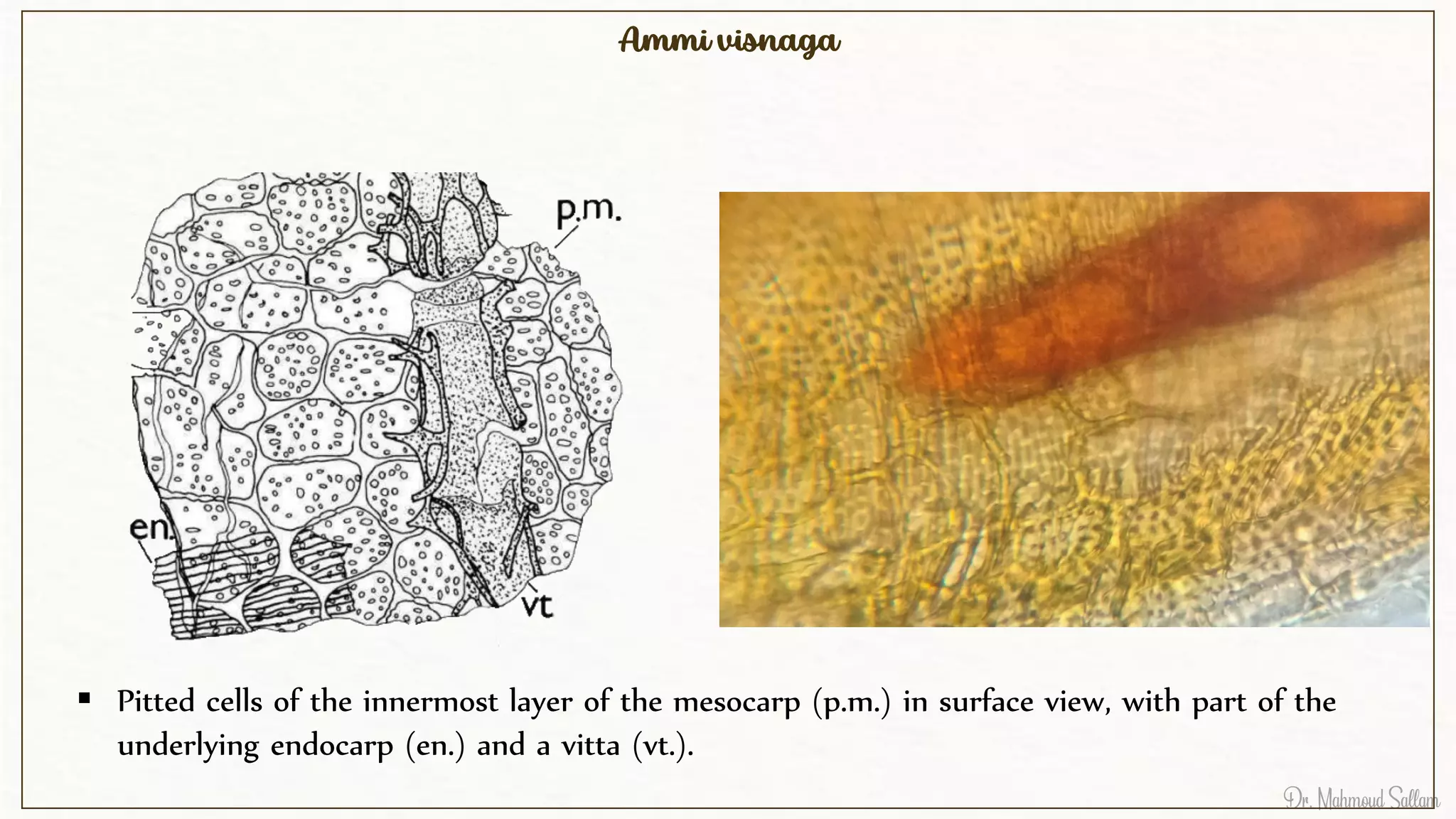 Fruits: Fennel, Ammi visnaga & Ammi visnaga 2023.pdf