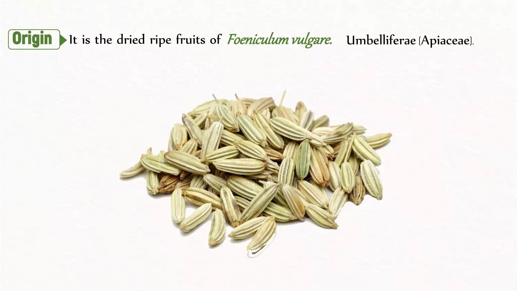 Fruits: Fennel, Ammi visnaga & Ammi visnaga 2023.pdf