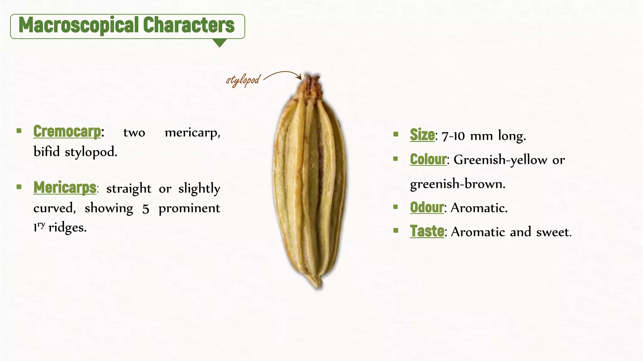 Fruits: Fennel, Ammi visnaga & Ammi visnaga 2023.pdf