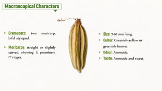 Fruits: Fennel, Ammi visnaga & Ammi visnaga 2023.pdf