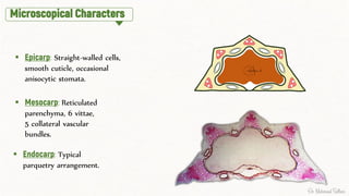 Fruits: Fennel, Ammi visnaga & Ammi visnaga 2023.pdf