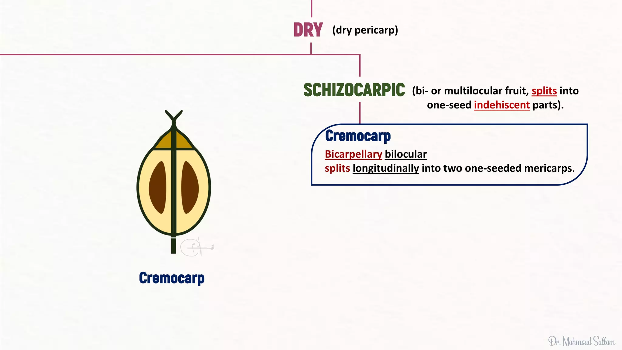 Pharmacognosy 1 (Fruits): Introduction | PDF