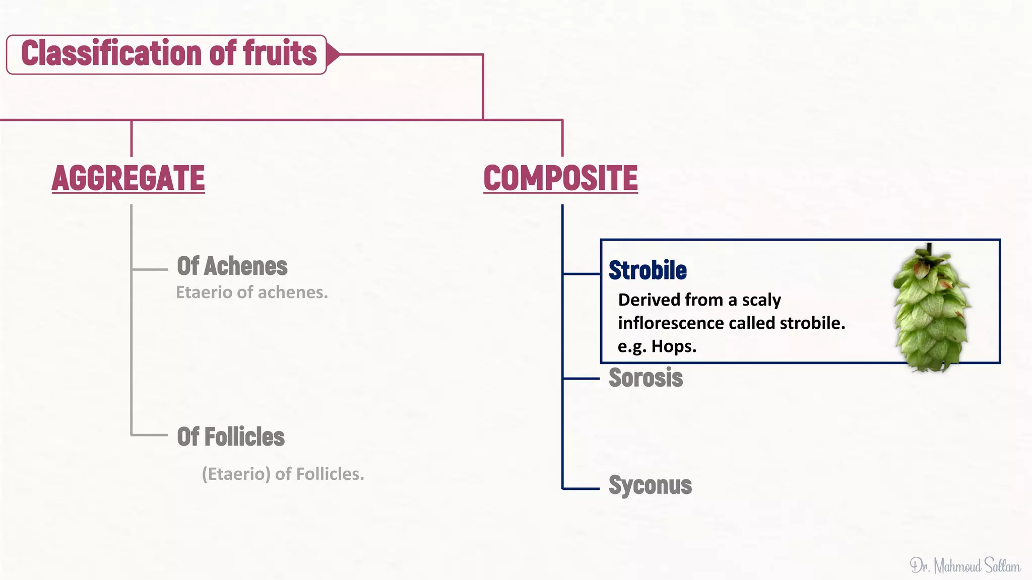 Pharmacognosy 1 (Fruits): Introduction | PDF