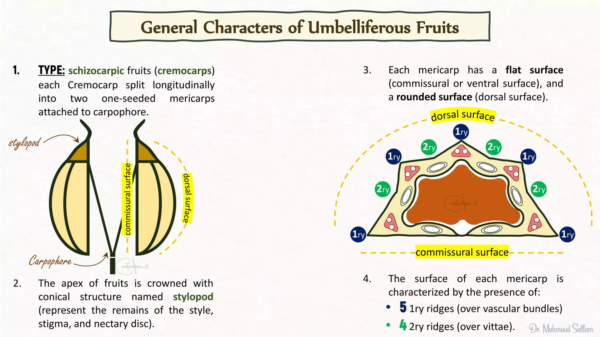 Pharmacognosy 1 (Fruits): Introduction | PDF