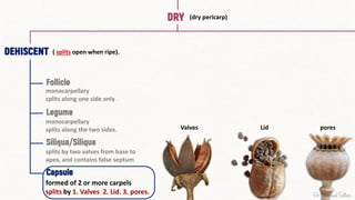 Pharmacognosy 1 (Fruits): Introduction | PDF
