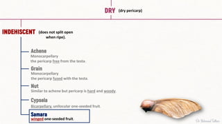 Pharmacognosy 1 (Fruits): Introduction | PDF
