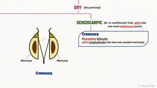 Pharmacognosy 1 (Fruits): Introduction | PDF