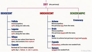 Pharmacognosy 1 (Fruits): Introduction | PDF