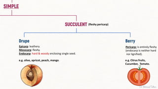 Pharmacognosy 1 (Fruits): Introduction | PDF