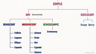 Pharmacognosy 1 (Fruits): Introduction | PDF