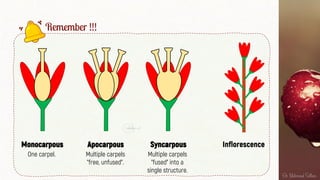 Pharmacognosy 1 (Fruits): Introduction | PDF