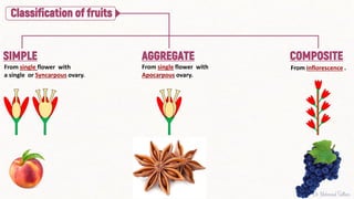 Pharmacognosy 1 (Fruits): Introduction | PPT
