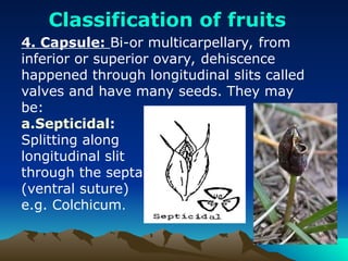 fruit introduction and all drugs.ppt .ppt