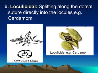 fruit introduction and all drugs.ppt .ppt