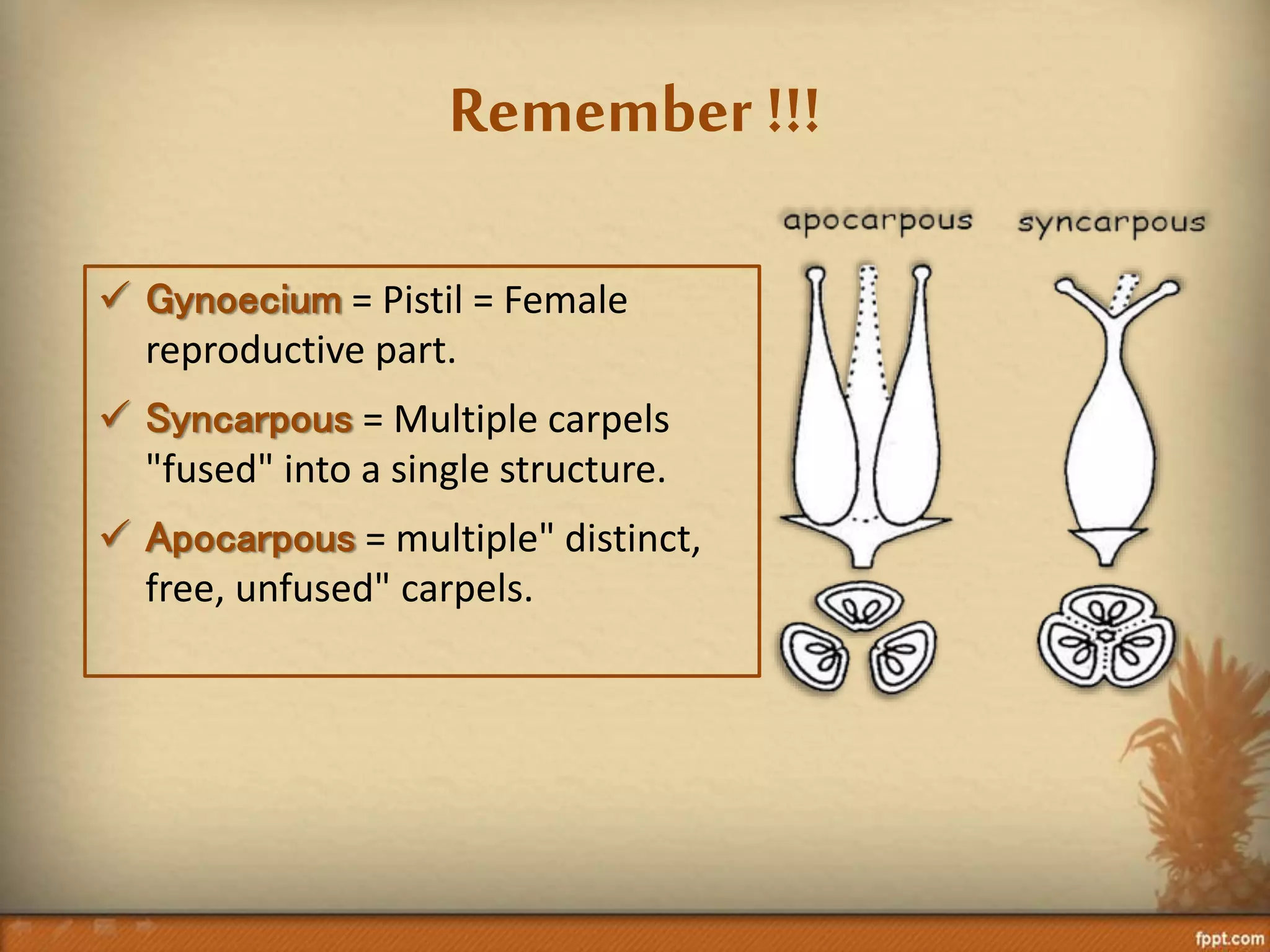 Fruits (Introduction+Fennel) | PPTX