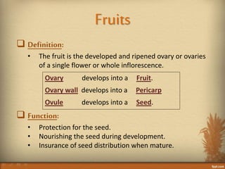 Fruits (Introduction+Fennel) | PPTX