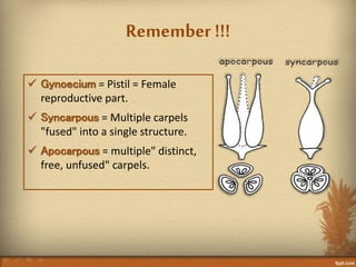 Fruits (Introduction+Fennel) | PPTX